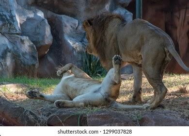 Thousand Lion Mating Royalty Free Images Stock Photos Pictures Shutterstock