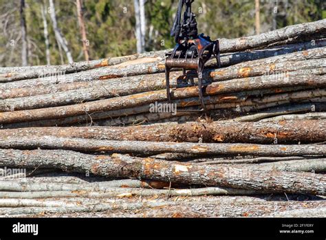 Forest Industry Operations For Loading Unloading Logging Truck At