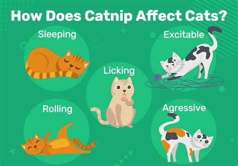 How Long Does Catnip Take To Kick In Effects Tips Vet Verified Info Catster
