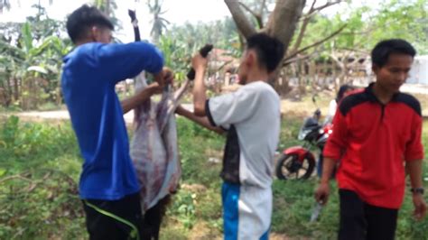 Pemotongan Hewan Qurban Di PonPes Tsurayya Darunnajah 4