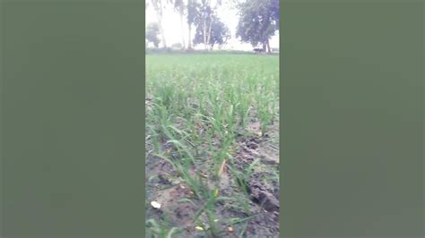 Ritikesh Army Lover Viralvideo Shortsfeed Youtubeshorts Youtube