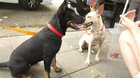 Mickey Sitting 1 Youtube