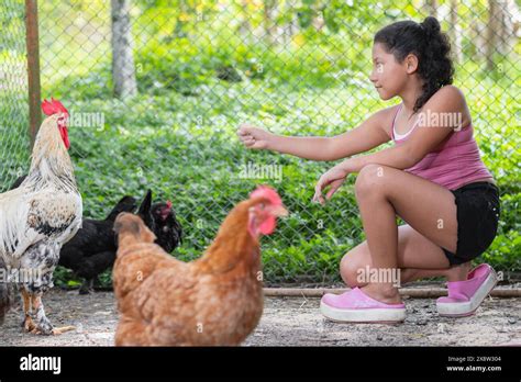 Latina Brunette Girl Feeding Chickens Inside The Chicken Coop Stock