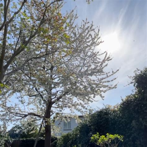 Stream Sakura Free Download By Ioio Listen Online For Free On Soundcloud