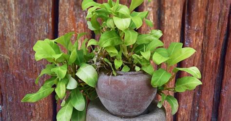 Can You Propagate Pothos Without A Node Keys To Easy Propagation