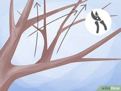How To Prune A Cherry Tree Heading Scaffolding Pruning