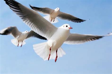 飛び立つ鳥の写真素材写真素材なら写真AC無料フリーダウンロードOK