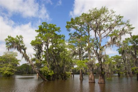 Types Of Florida Trees To Look For In The Sunshine State
