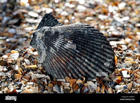 Chlamys Shell
