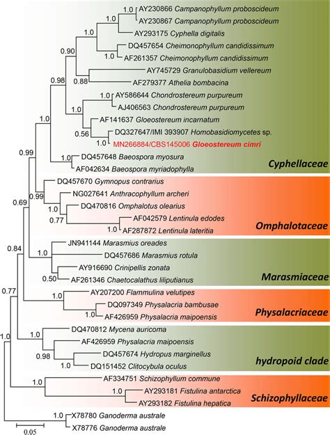 Phylogram Generated From Bayesian Analysis Of Lsu Sequence Of Download Scientific Diagram