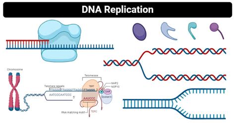 What Is Dna Replication A Comprehensive Guide