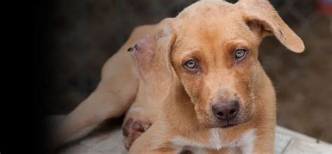 Podrían prohibir la venta de perros gatos y conejos en tiendas de mascotas Orejitas Peludas