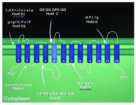 Conserved Amino Acid Sequence Motifs Of The Mfs Motif C The