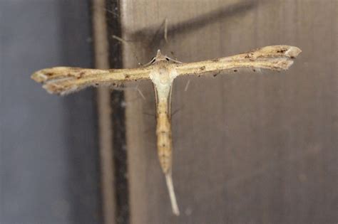 トキンソウトリバ
