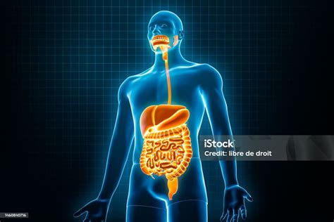 전체 인간 소화 시스템의 X선 전방 또는 전면 보기는 남성의 신체 윤곽이 있는 3d 렌더링 그림입니다 인체 해부학 위장관 의료 생물학 과학 의료 개념 복부에 대한 스톡 사진