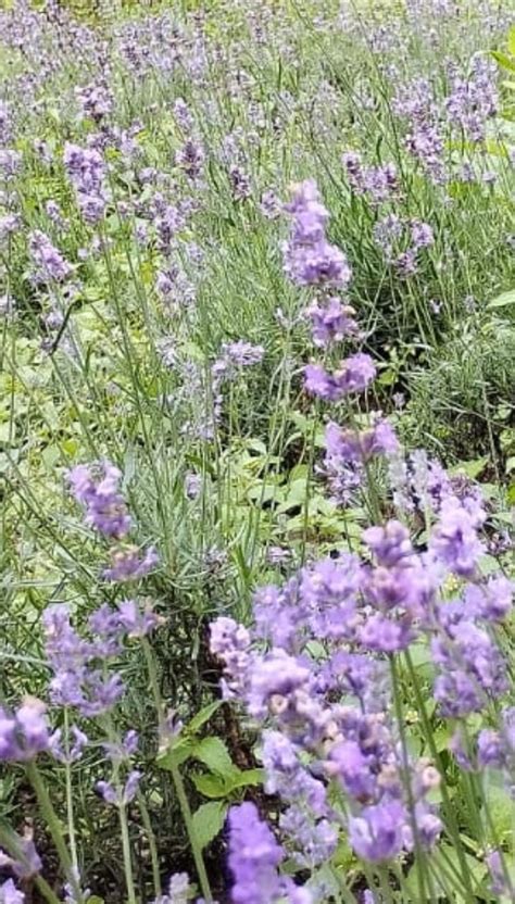 Manoj Semwal Ph D On Linkedin Aromamission Purplerevolution