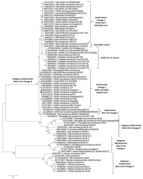 a maximum likelihood distance tree based on sequence alignment of the