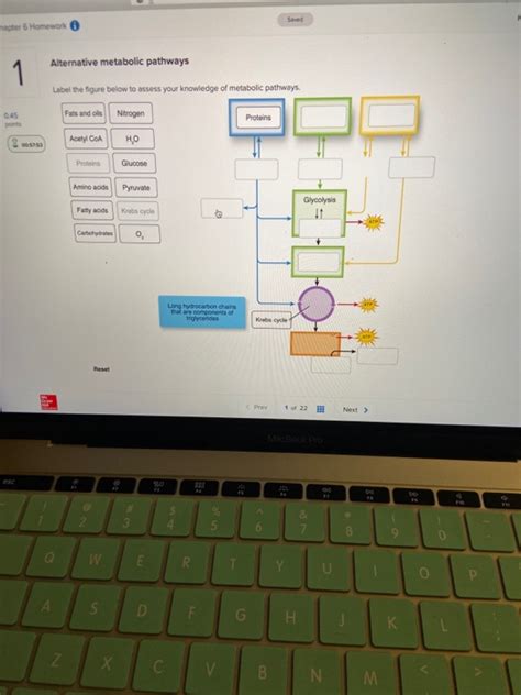 Solved Saved Hapter 6 Homework Alternative Metabolic