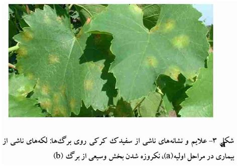 سفیدک دروغی انگور شرکت کشاورزی و دامپروری سرافراز هزارمسجد