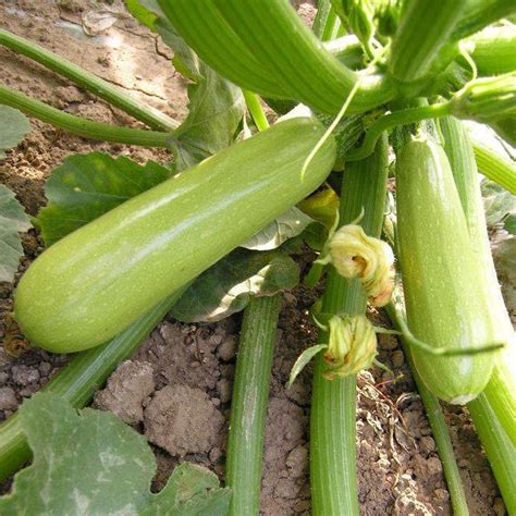 西葫芦种子占瓜花草瓜水果蔬菜籽阳台种菜高产抗病蔬菜种子 虎窝淘