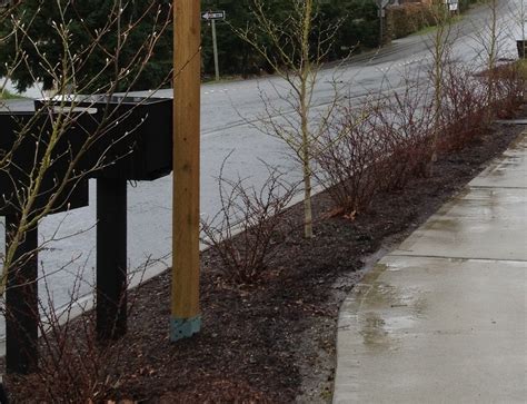 Debbie Angels Garden Pruning Berberis Thunbergii Rose Glow