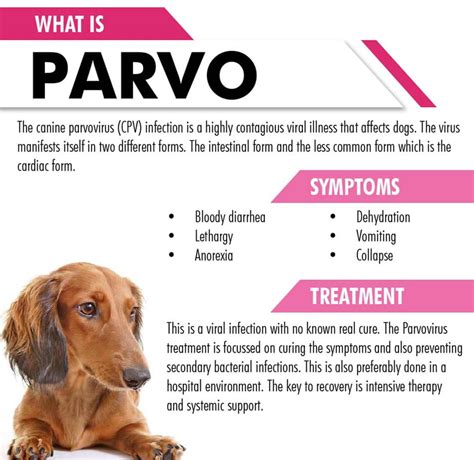 What Is Canine Parvo Virus