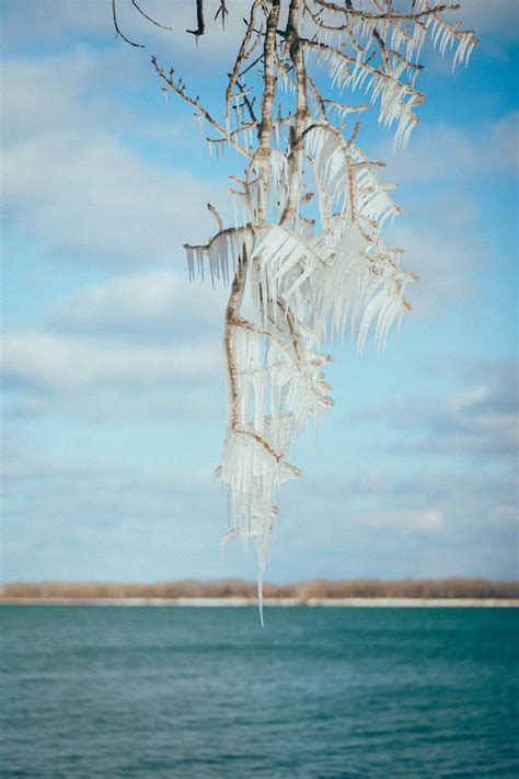 물 위의 나무에 매달린 고드름 사진 Unsplash의 무료 토론토 이미지