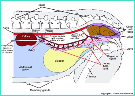 Diagram Of Female Reproductive System In Dog Female Dog Repr