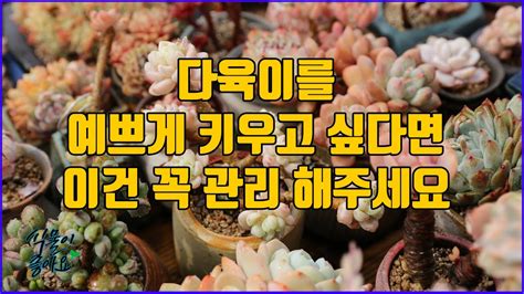 다육이를 예쁘게 키우고 싶다면 꼭 병충해 관리는 이렇게 하세요 Youtube