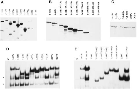 Expression And Dna Binding Activity Of Recombinant Pax 2 Proteins