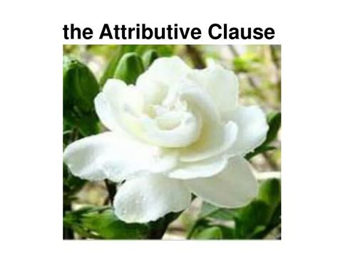 PPT The Attributive Clause PowerPoint Presentation Free Download ID 2969798