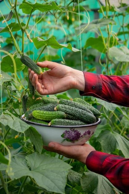 Premium Photo A Farmer Harvests Cucumbers Cucumbers In A Bowl