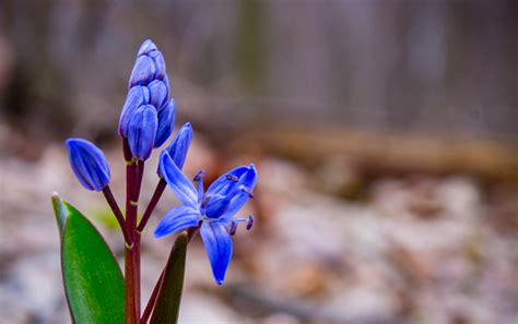씰 라 Bifolia 또는 씰 라 실라의 블루 봄 꽃 숲에 Bluebells 매크로 Bokeh 효과와 촬영 하 고 당신의