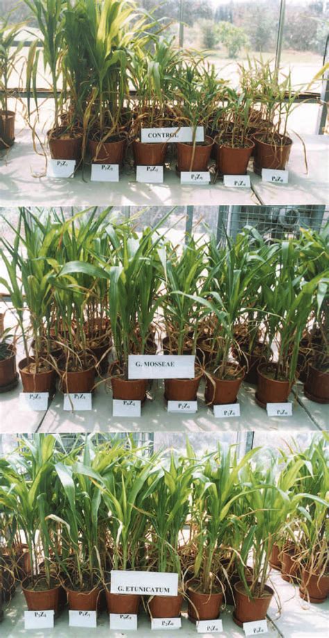 Effect Of P And Zn Application On Maize Growth With And Without Download Scientific Diagram