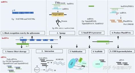 中国农业大学发现lncrnas在非编码rnas协调调控植物生长及响应环境胁迫网络中发挥重要作用 知乎