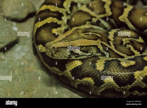 Python Bivittatus Is A Large Poisonous Snake One Of The Six Largest