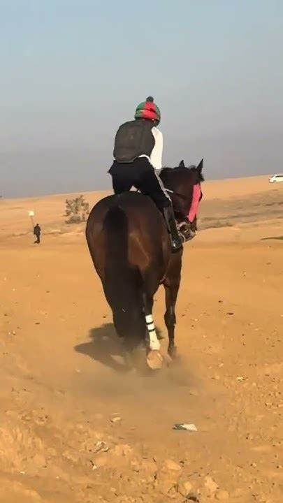 خيلالمذبح خيل Horseracing Youtube