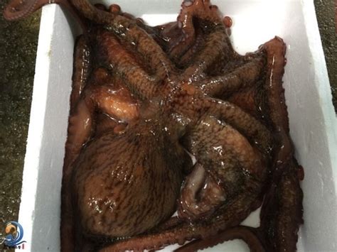 네이버대표수산물밴드 수산물의모든것 대게 홍게 꽃게 털게 킹크랩 문어 자연산활어 새우 Band