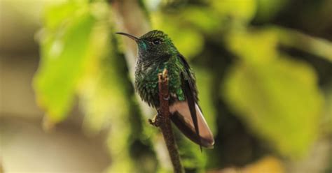 멸종위기 생물 보호 위한 유전자 교정 등 인위적 개입 논란