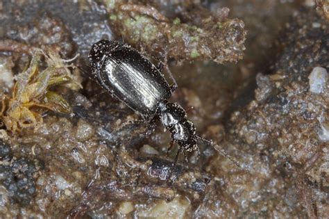 Photo 83993 Syntomus Parallelus