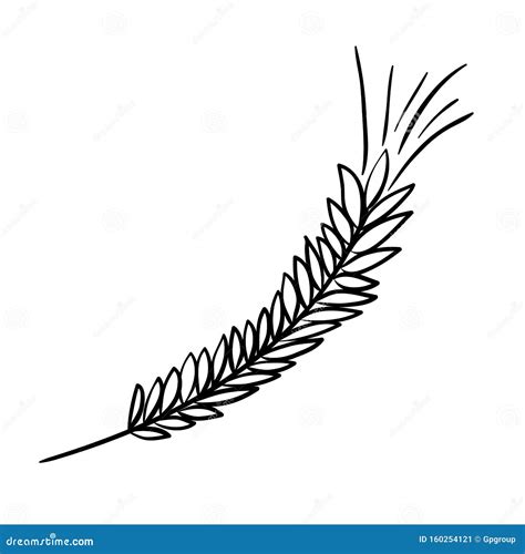 Icono Aislado De DecoraciÃ³n De Espigas De Trigo Ilustración Del Vector