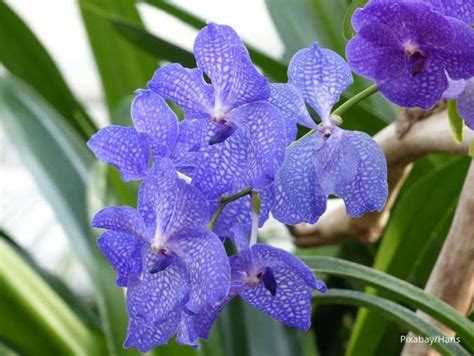 Cara Merawat Tanaman Hias Anggrek Aneka Jenis Anggrek Dendrobium Yang