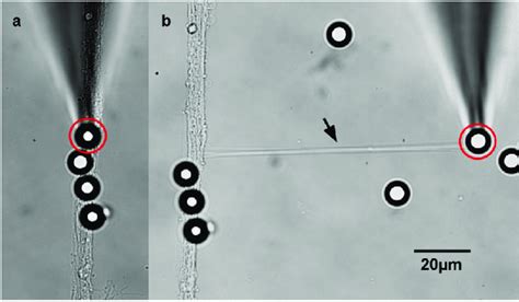 A A Pulled Pipette Triangular Shadow At Top Of Image Applies