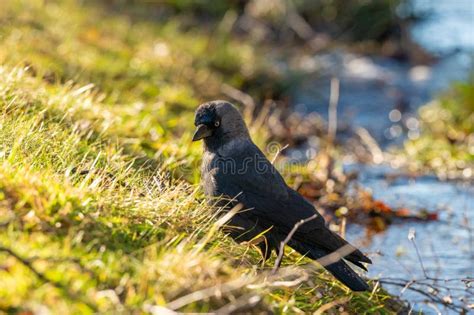 western jackdaw coloeus monedula washing in a small stream stock