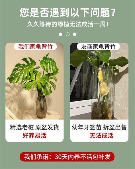 水培龟背竹老桩盆栽带根水养植物室内客厅四季好养热带网红大绿植 阿里巴巴