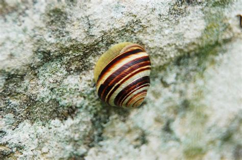 Siput Kebun Foto Stok Unduh Gambar Sekarang Alam Artropoda