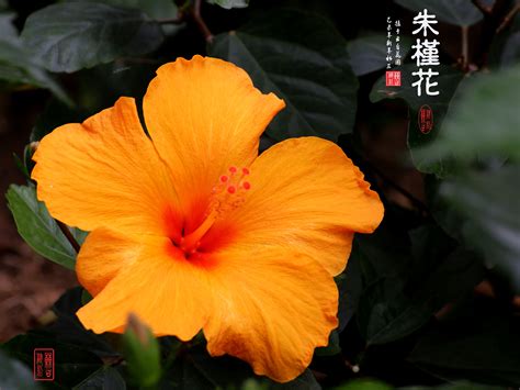 朱槿花摄影图片生态摄影 菜心花 太平洋电脑网摄影部落