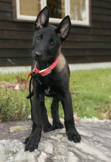 Black Belgian Malinois Puppies