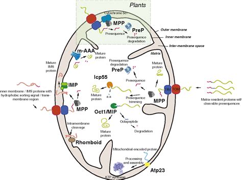 Figure 1 From Processing Peptidases In Mitochondria And Chloroplasts