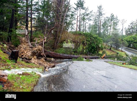 Large Uprooted Tree Laying Across Road Stock Photo Alamy